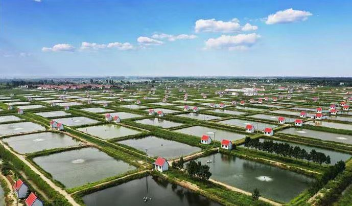海岱财评｜出台首个省级盐碱地渔业专项规划，山东发力何处？ 半岛网