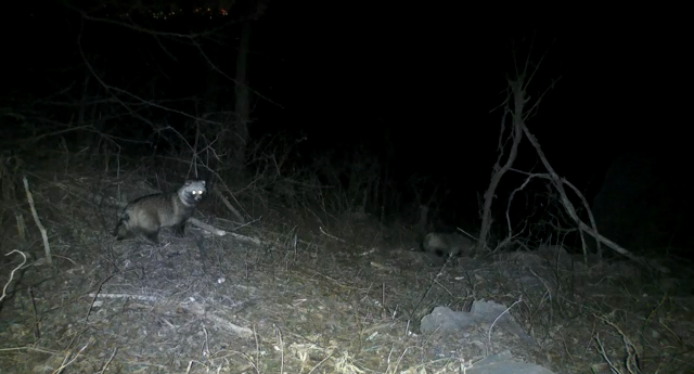 “一丘之貉”本貉现身！青岛首次采用红外相机拍摄到野生貉野外活动影像-半岛网
